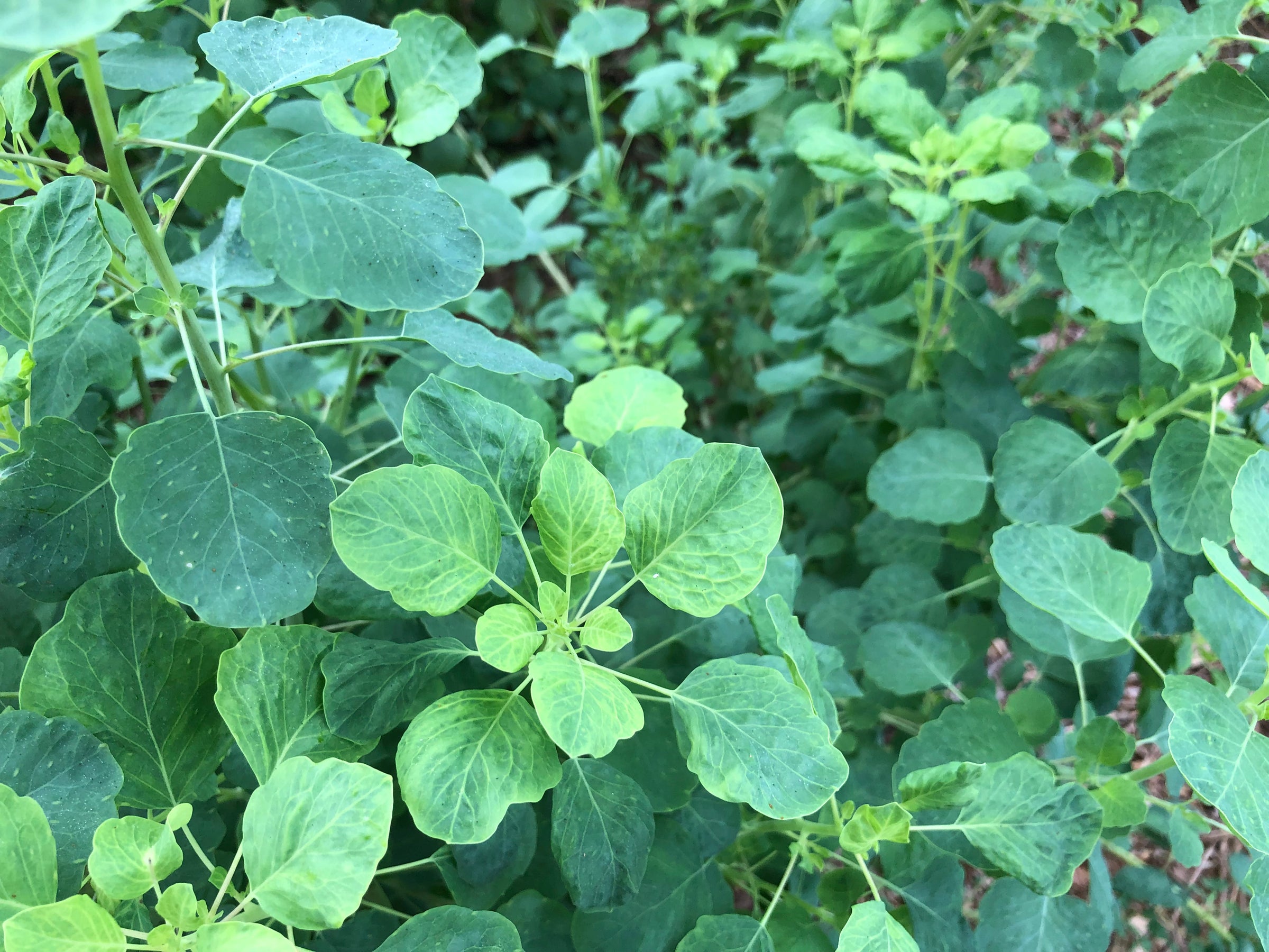 Papalo Seeds Porophyllum 30+ Papalo Herb Seeds (Porophyllum) - Organic ...