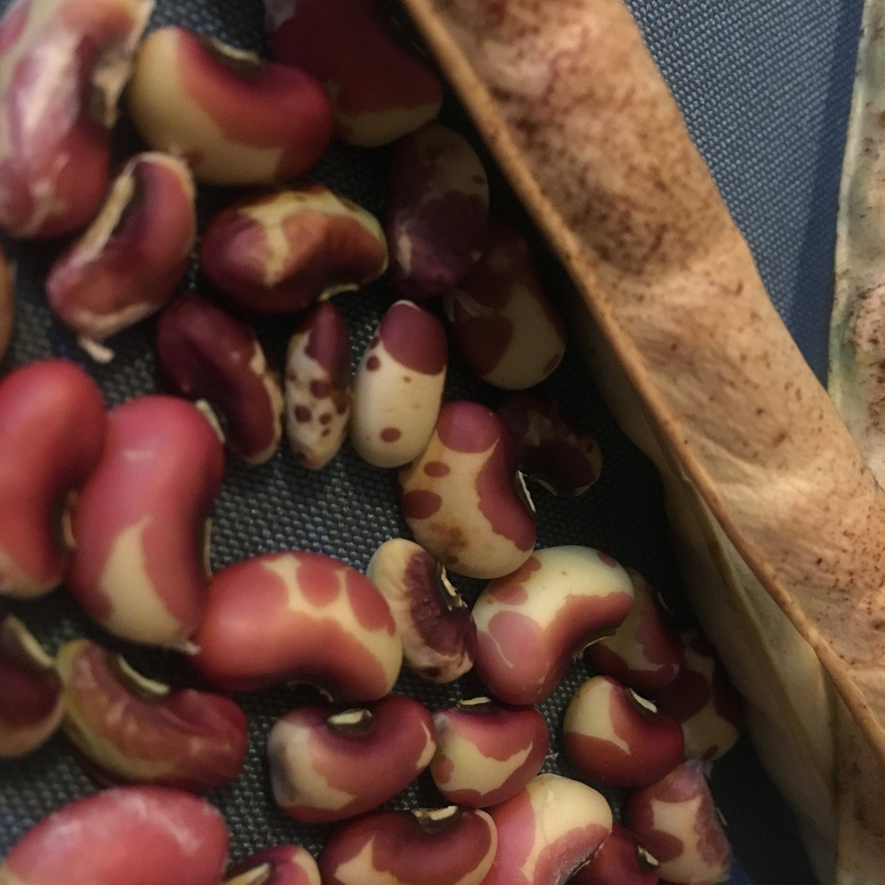 McIntyre Wild Goose African Pea (pole) | Seed Shop