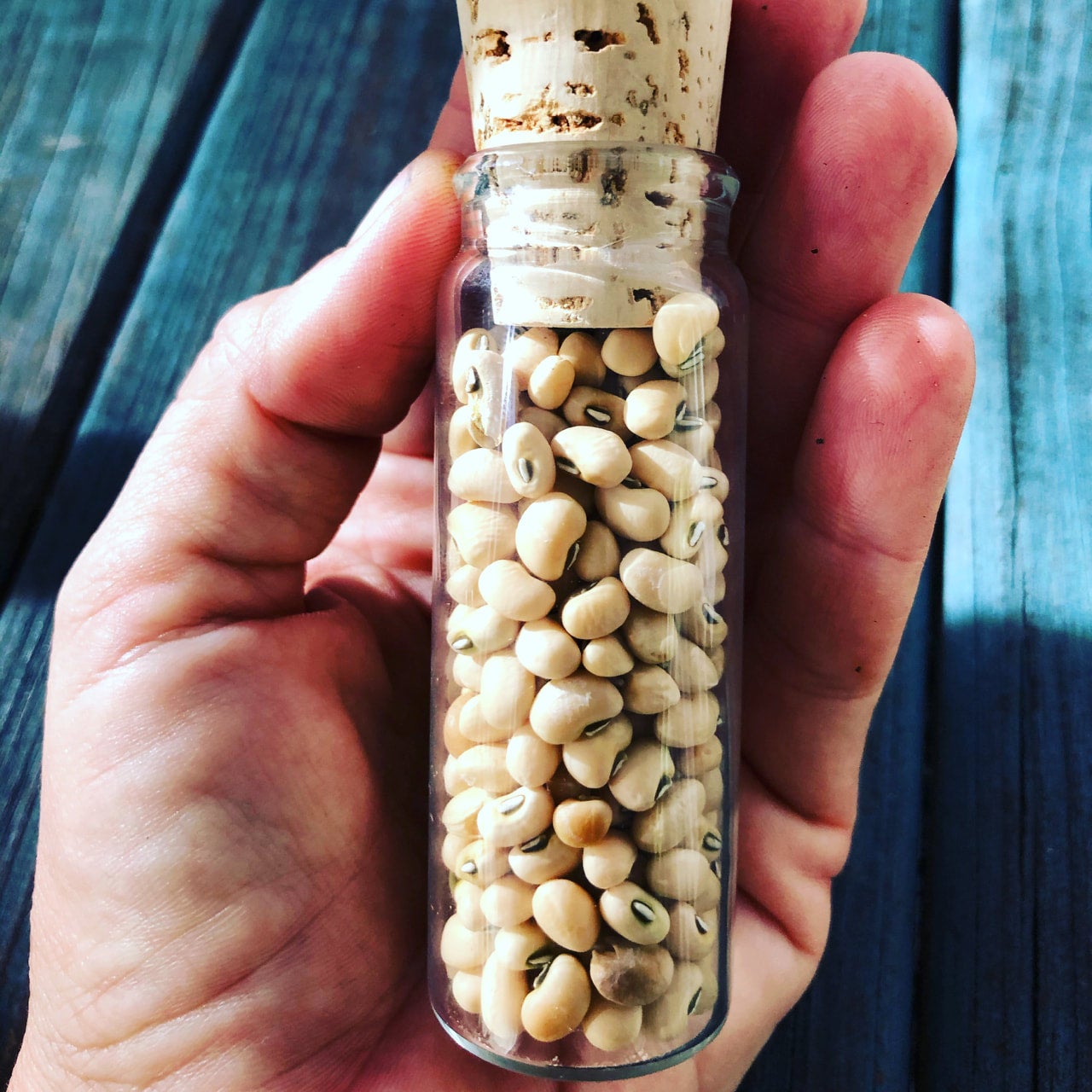 Conch African Pea (pole) | Seed Shop