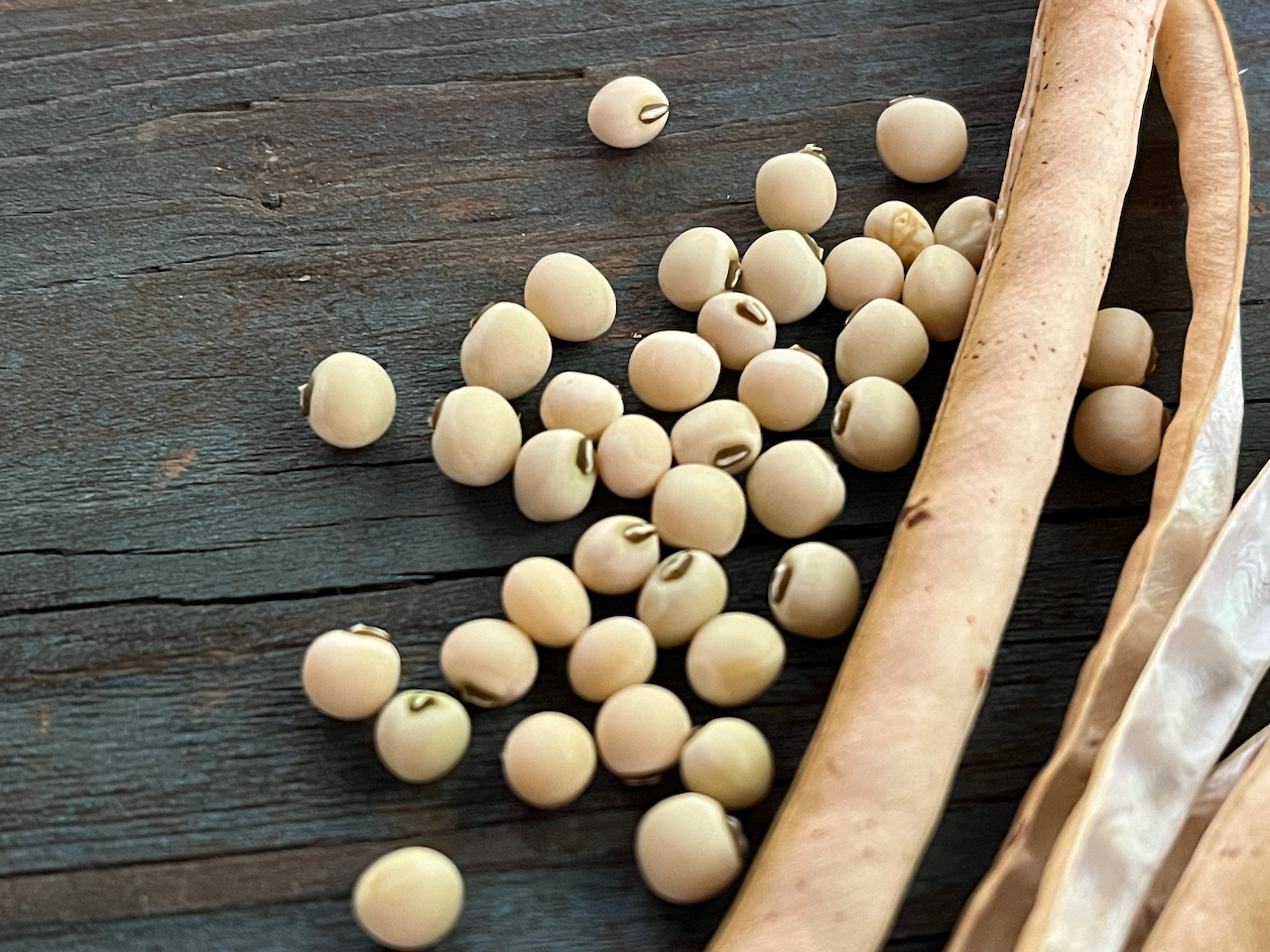 Conch African Pea (bush) | Seed Shop