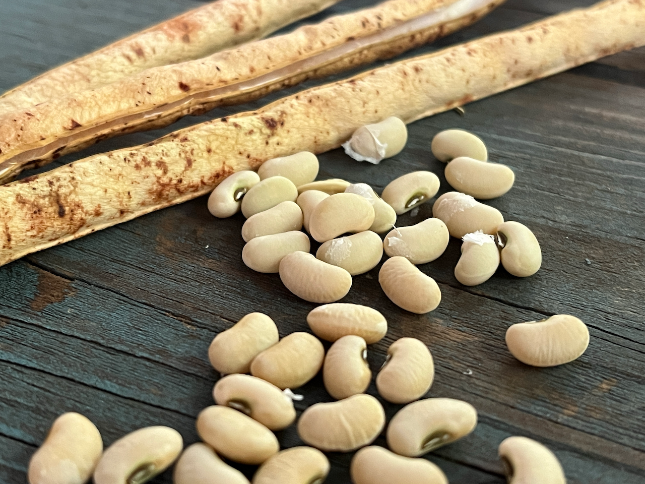 Bettersnap African Pea (bush) | Seed Shop