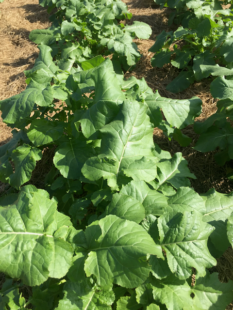 how to make ethiopian kale